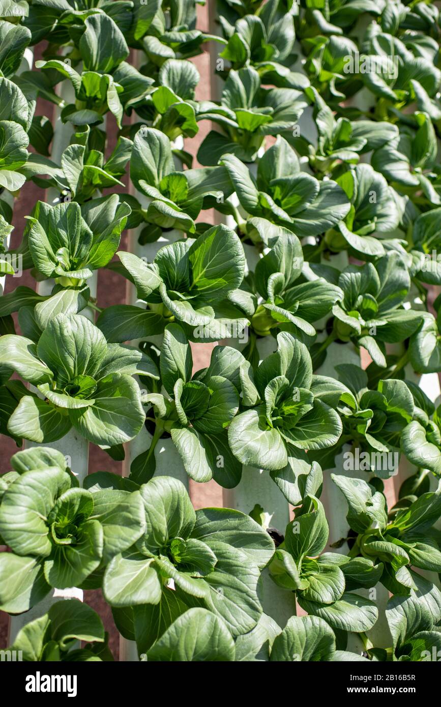 Salad growing on hydroponic system on the farm, closeup. Organic food ...