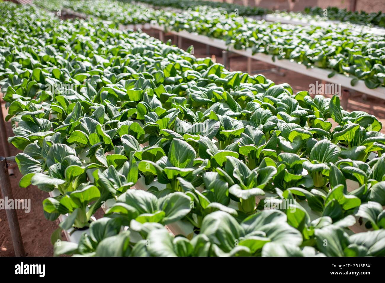 Salad growing on hydroponic system on the farm, closeup. Organic food ...