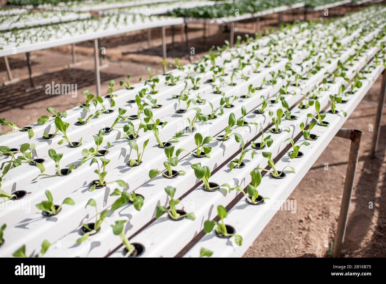 Green lettuce growing on hydroponic system on the farm. Organic food ...