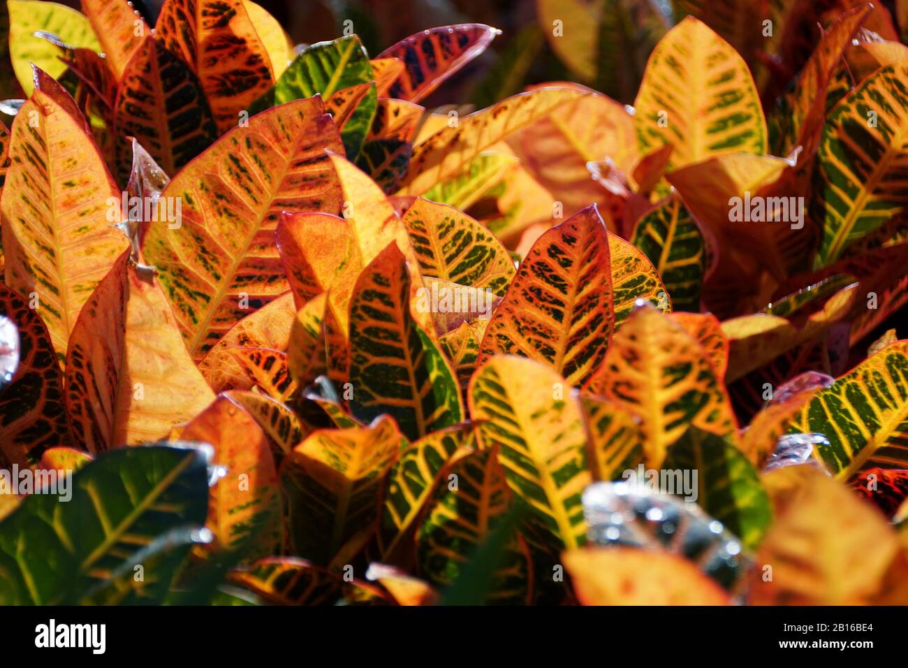 Multi-color Croton Nervia Plant, a beautiful tropical houseplant Stock ...