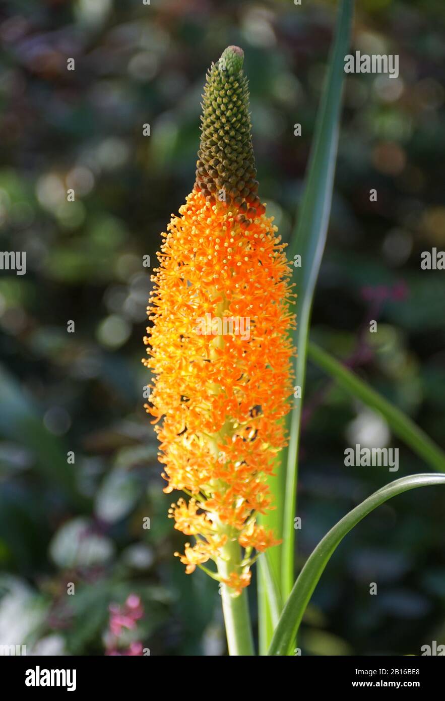 Bulbinella hi-res stock photography and images - Alamy