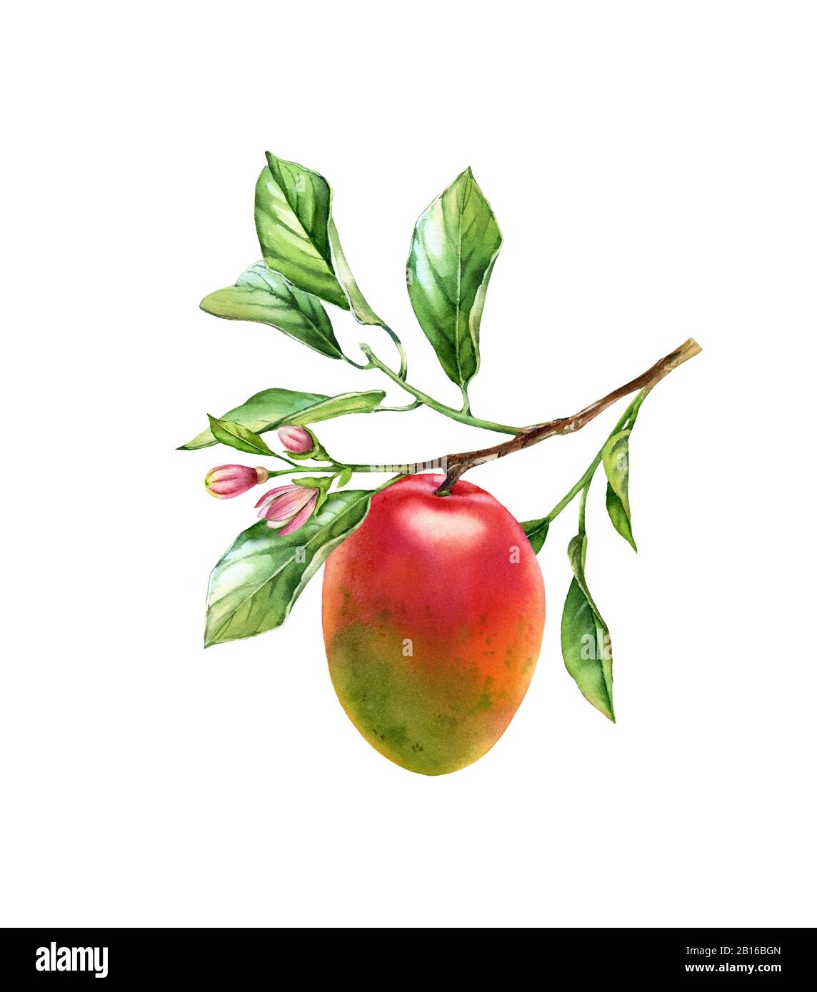 Ripe mango tree hi-res stock photography and images - Alamy