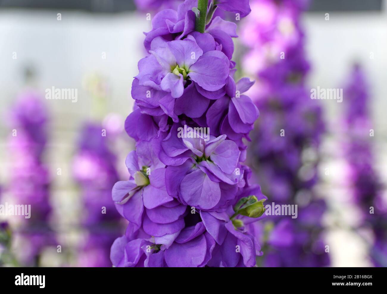 Upright flowers hi-res stock photography and images - Alamy