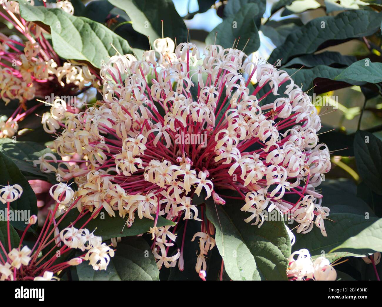 Beautiful cluster of bronze-leaved Clerodendrum tropical flowers Stock ...