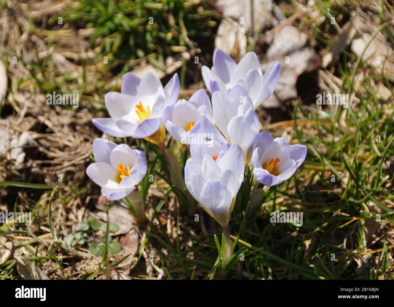 White crocus flowers blooming in early Spring Stock Photo - Alamy