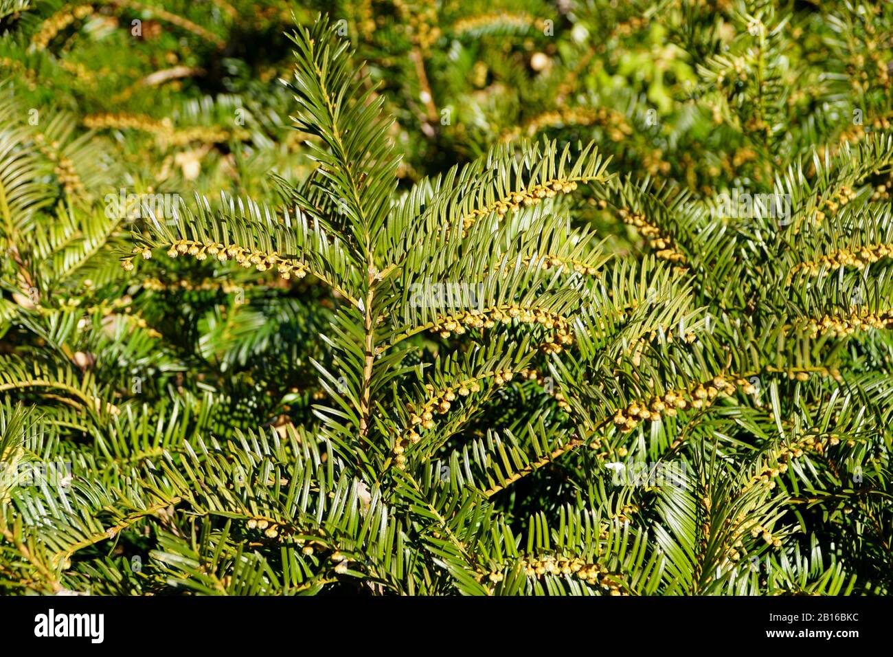 Prostrate japanese plum yew hi-res stock photography and images - Alamy