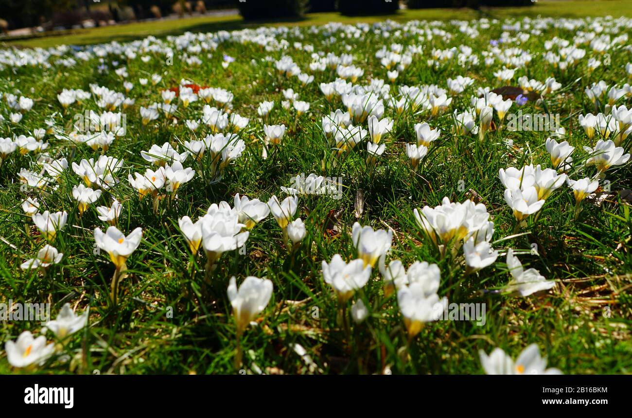 Field of white crocus flowers blooming in early Spring Stock Photo - Alamy