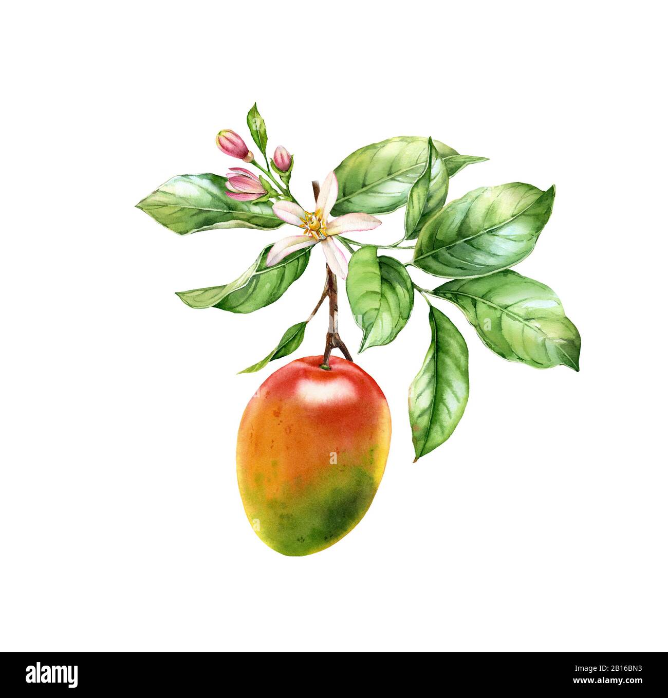 Mango tree leaves hi-res stock photography and images - Alamy