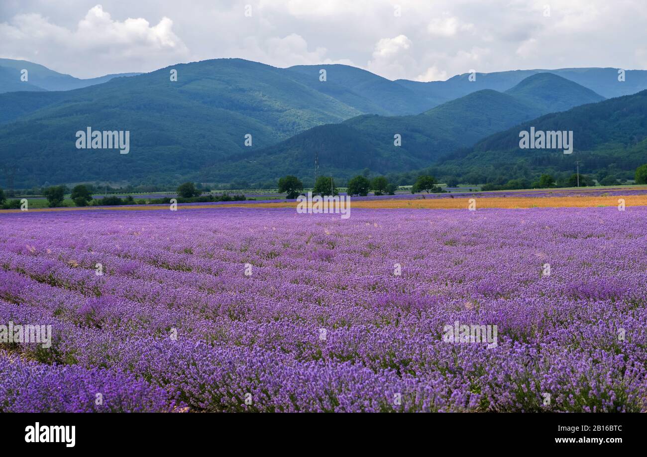 Beautiful lavender plant flower hi-res stock photography and images - Alamy