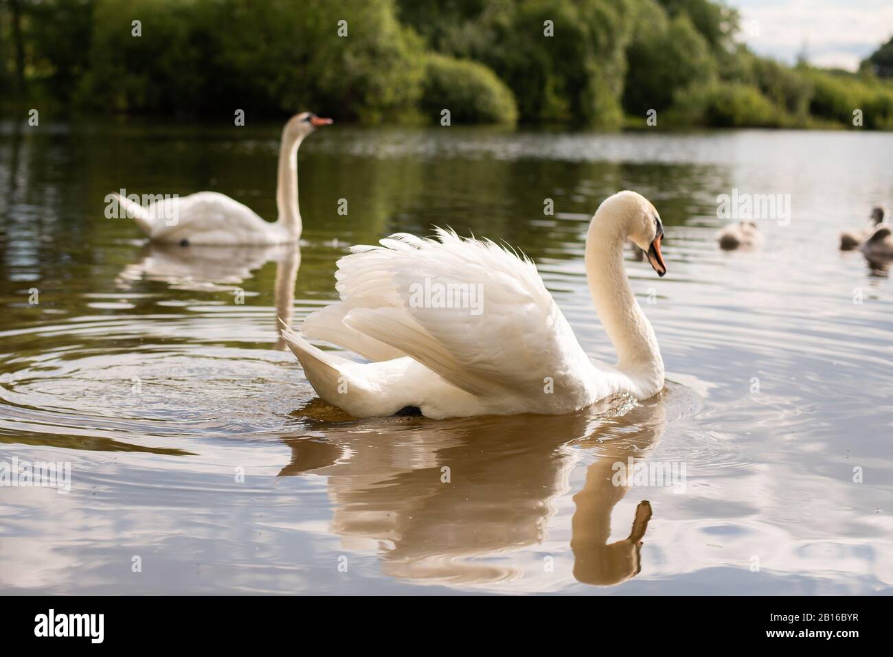 Beautiful sunset sunrise lake swan hi-res stock photography and images ...