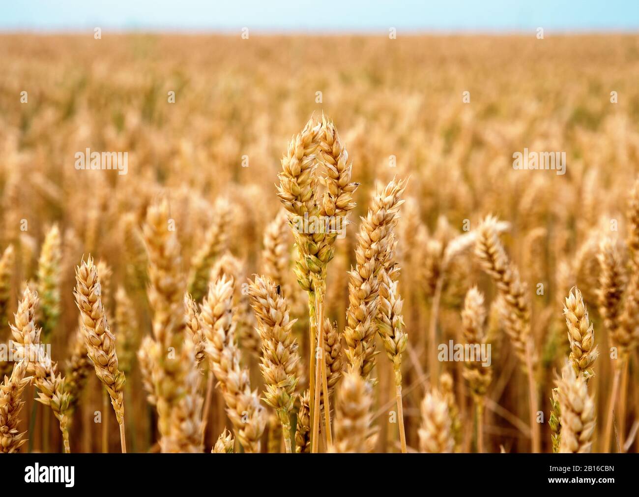 Yellow ripe wheat kernels ready for harvesting Stock Photo - Alamy