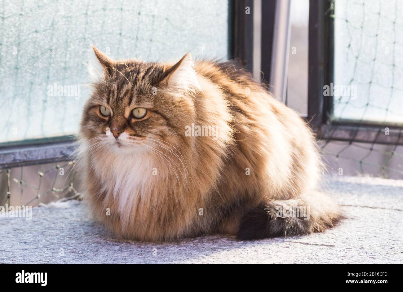 Adorable fluffy cat, siberian purebred domestic pet of livestock Stock ...