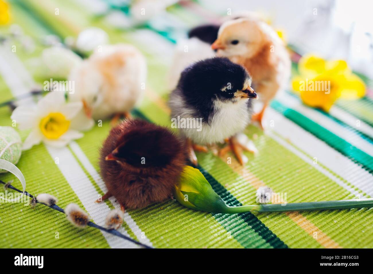 Easter chicken. Little orange chick walking among flowers and Easter ...