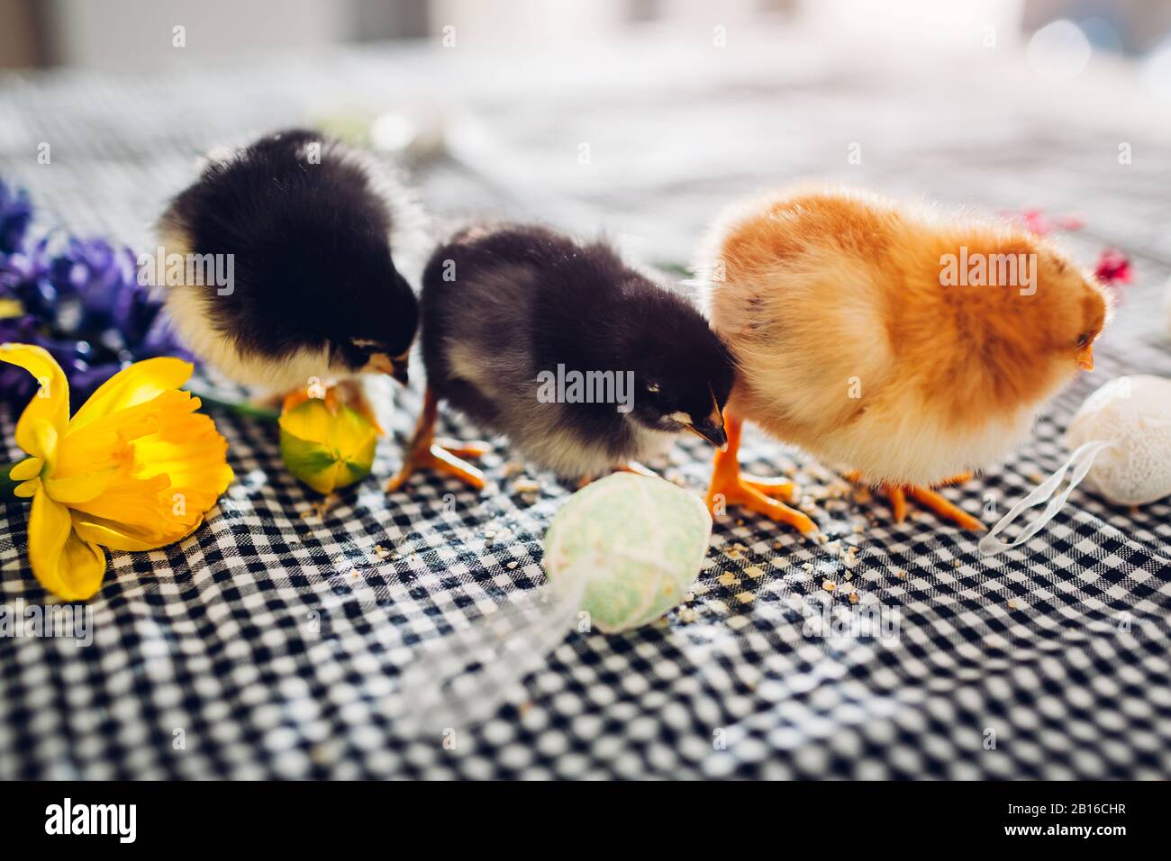 Easter chickens. Group of little black and orange chicks walking among ...