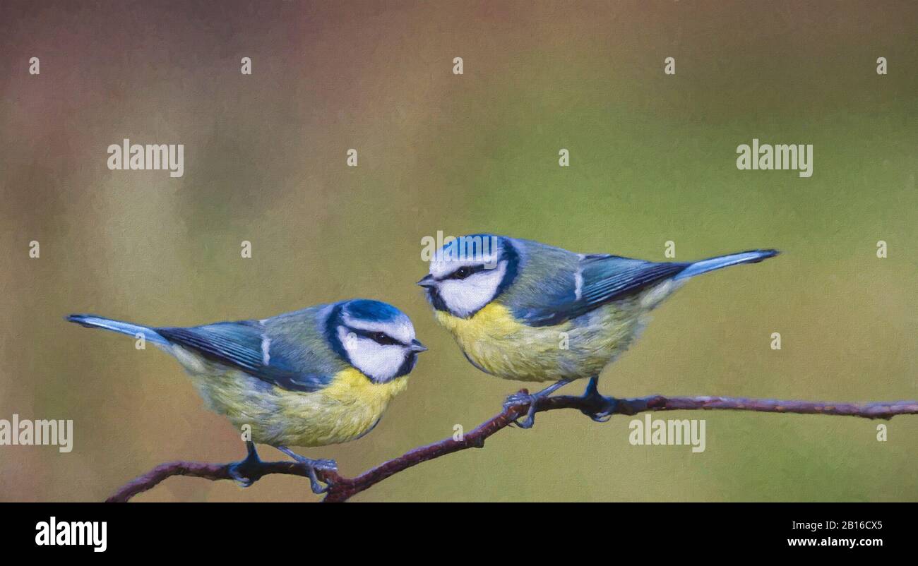 Eurasian Blue Tit Stock Photo - Alamy