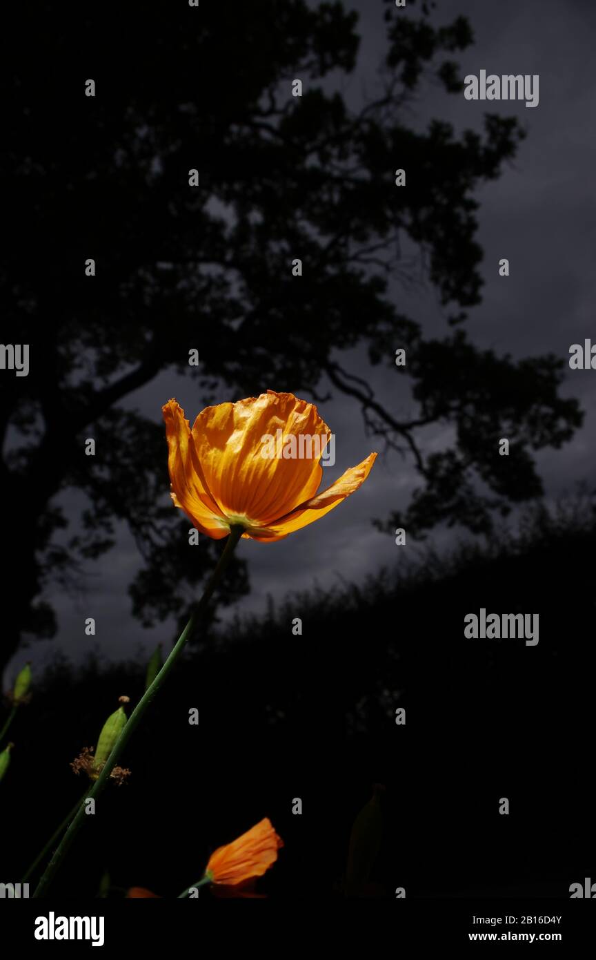 Orange poppy at night Stock Photo - Alamy