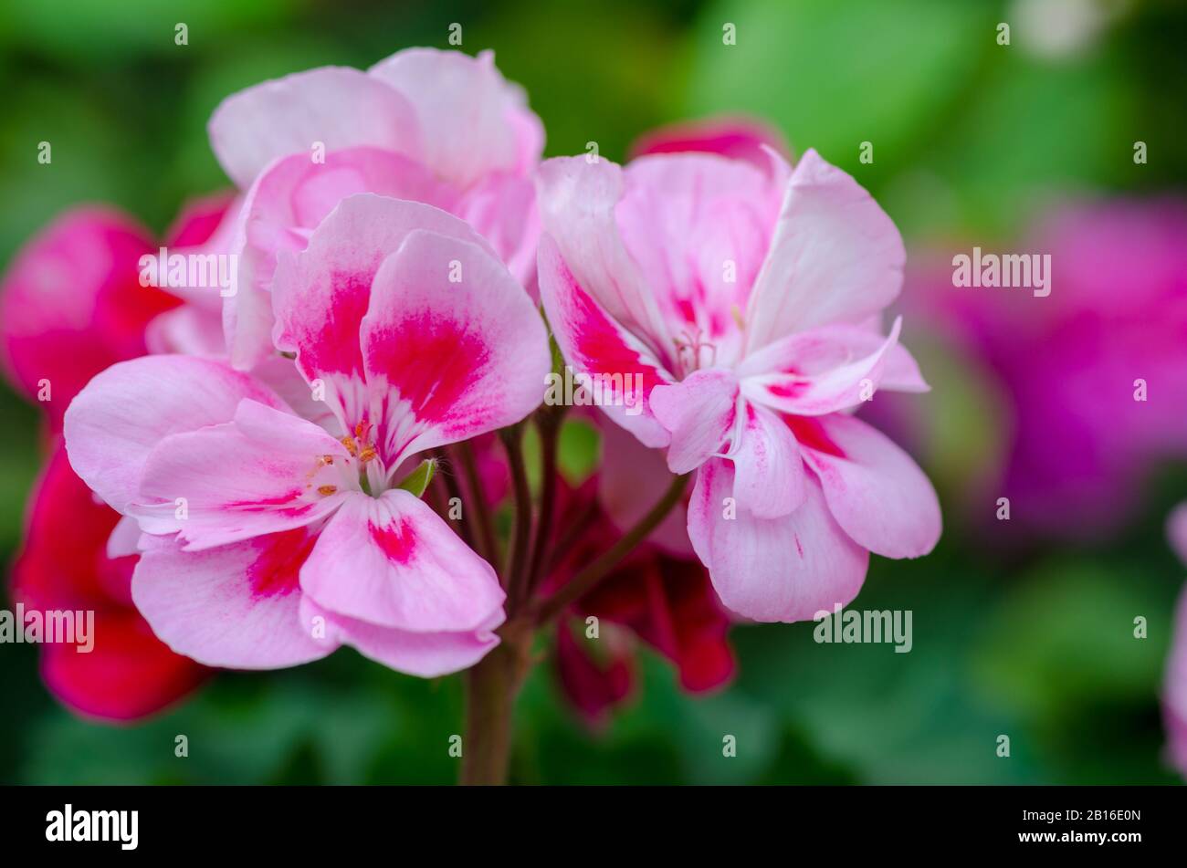 Garden rose geranium hi-res stock photography and images - Alamy