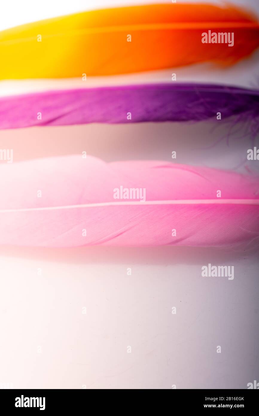 Studio shot photo of colored bird feathers as texture background Stock ...