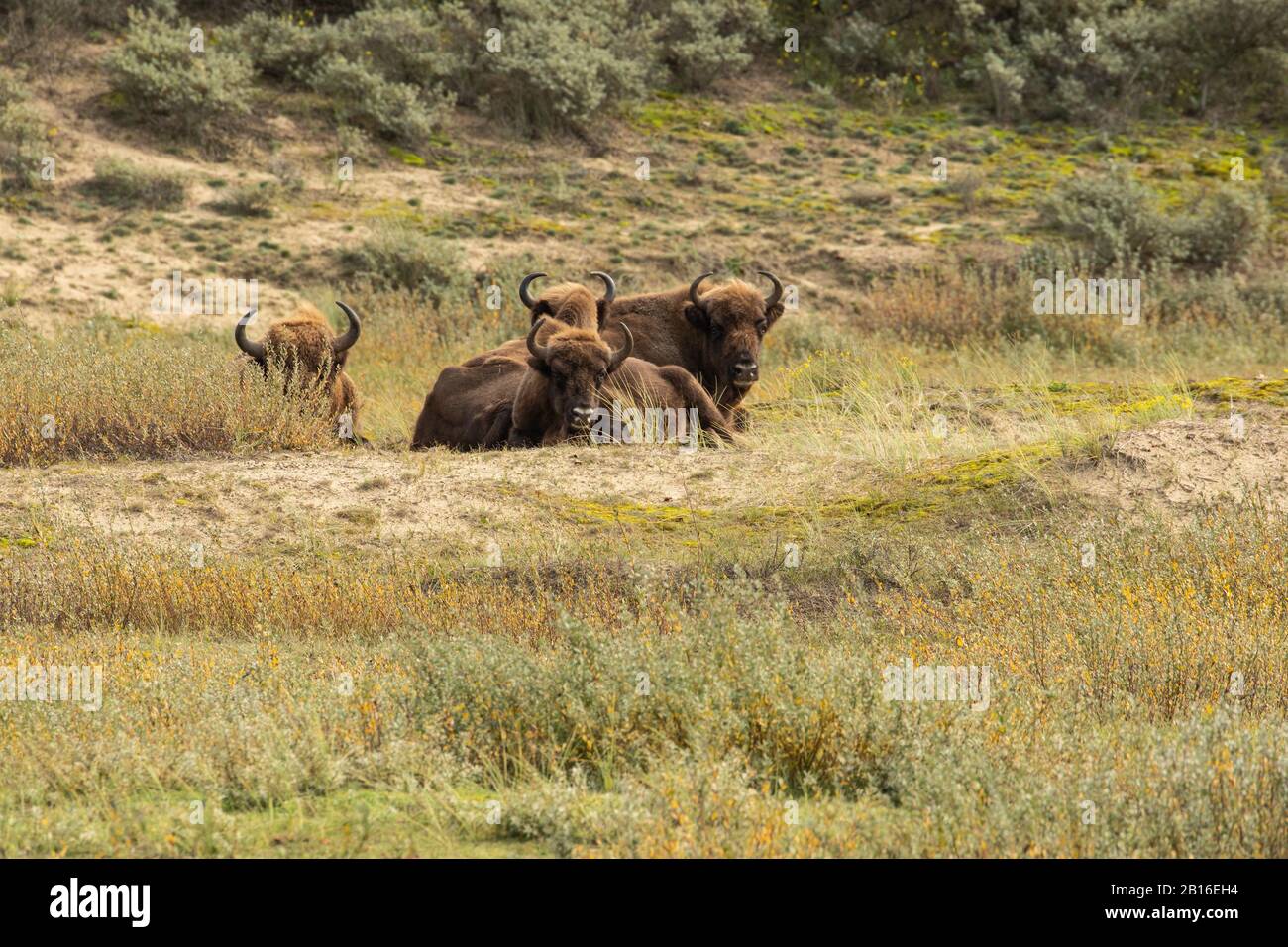 European bison herd in Dutch rewilding project area Stock Photo - Alamy