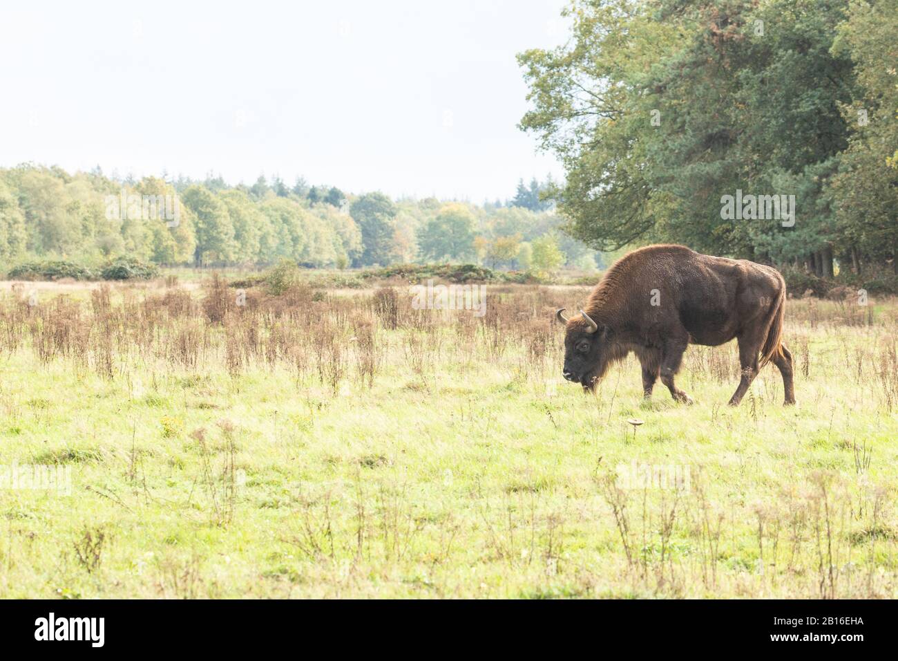 European bison in a rewilding project in Holland, where they have been ...