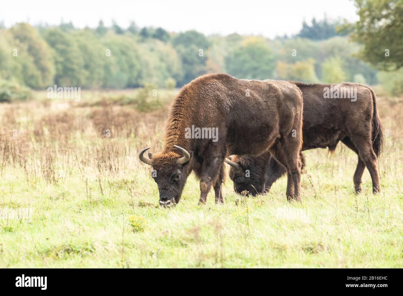 European bison in Dutch rewilding project area Stock Photo - Alamy