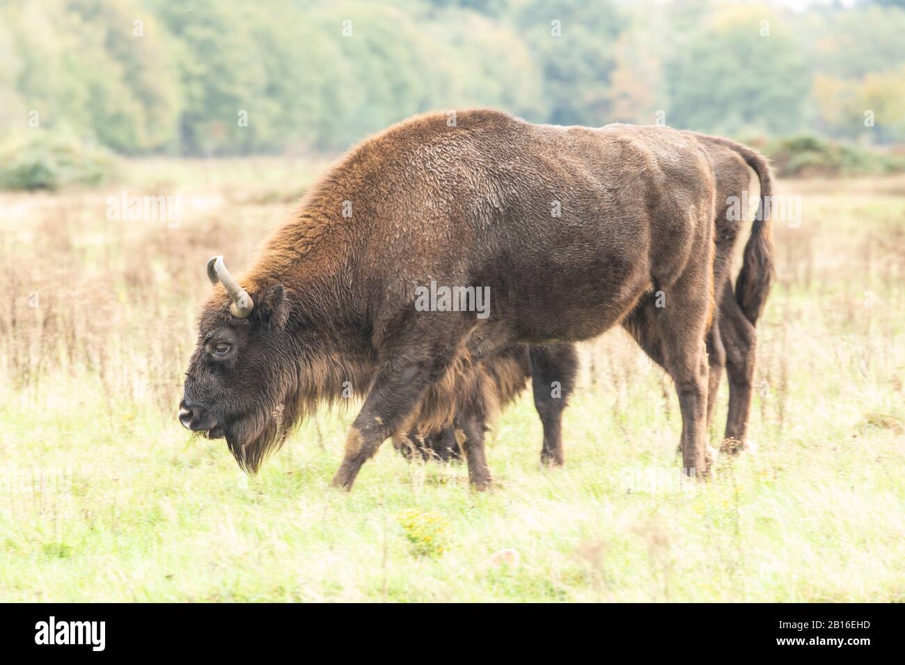 European bison in Dutch rewilding project area Stock Photo - Alamy