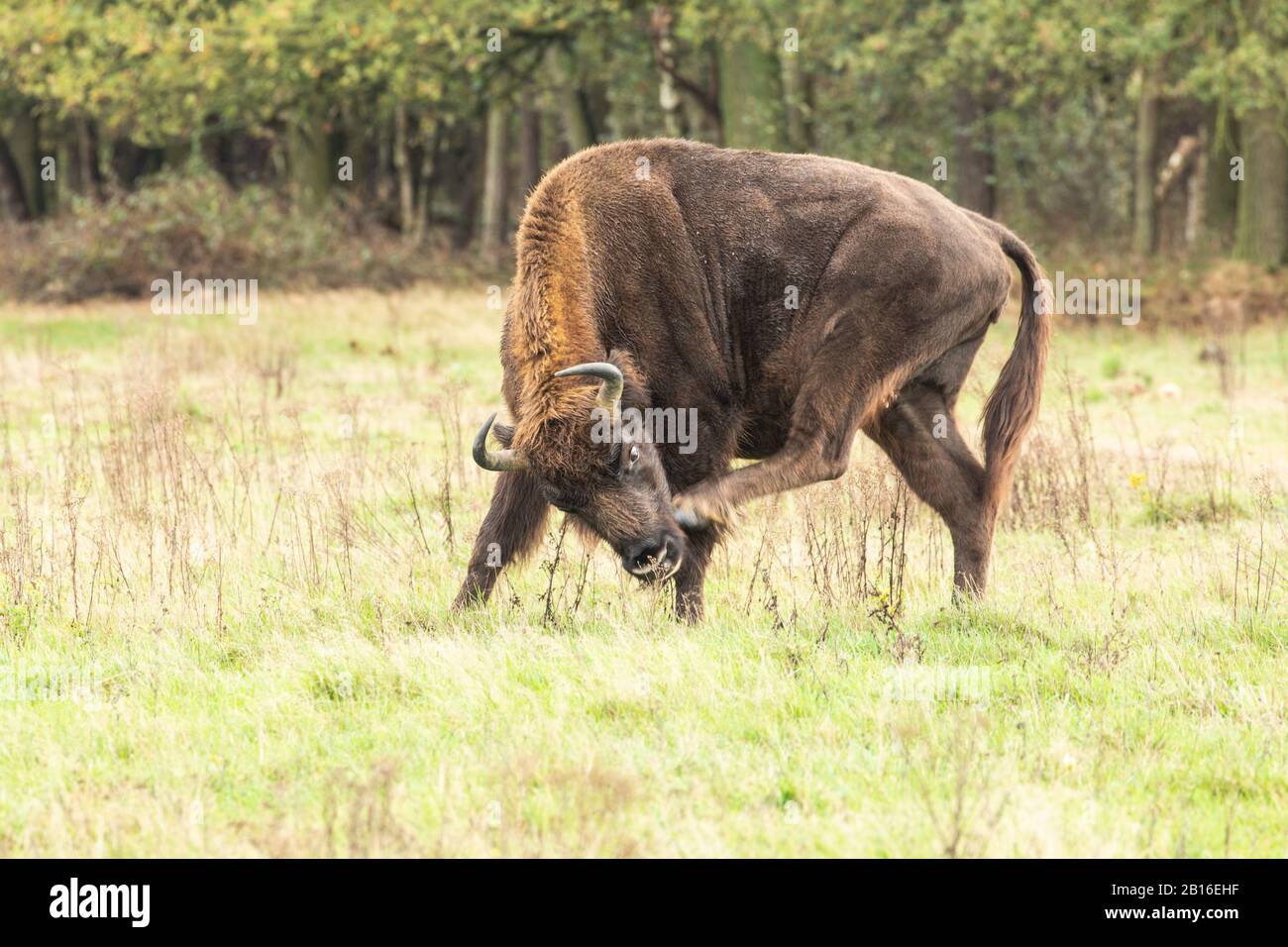European bison in Dutch rewilding project area Stock Photo - Alamy