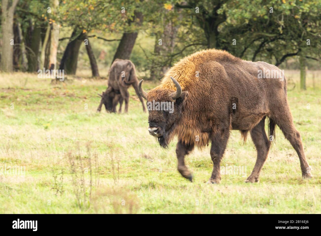 Rewilding The Landscape High Resolution Stock Photography and Images ...