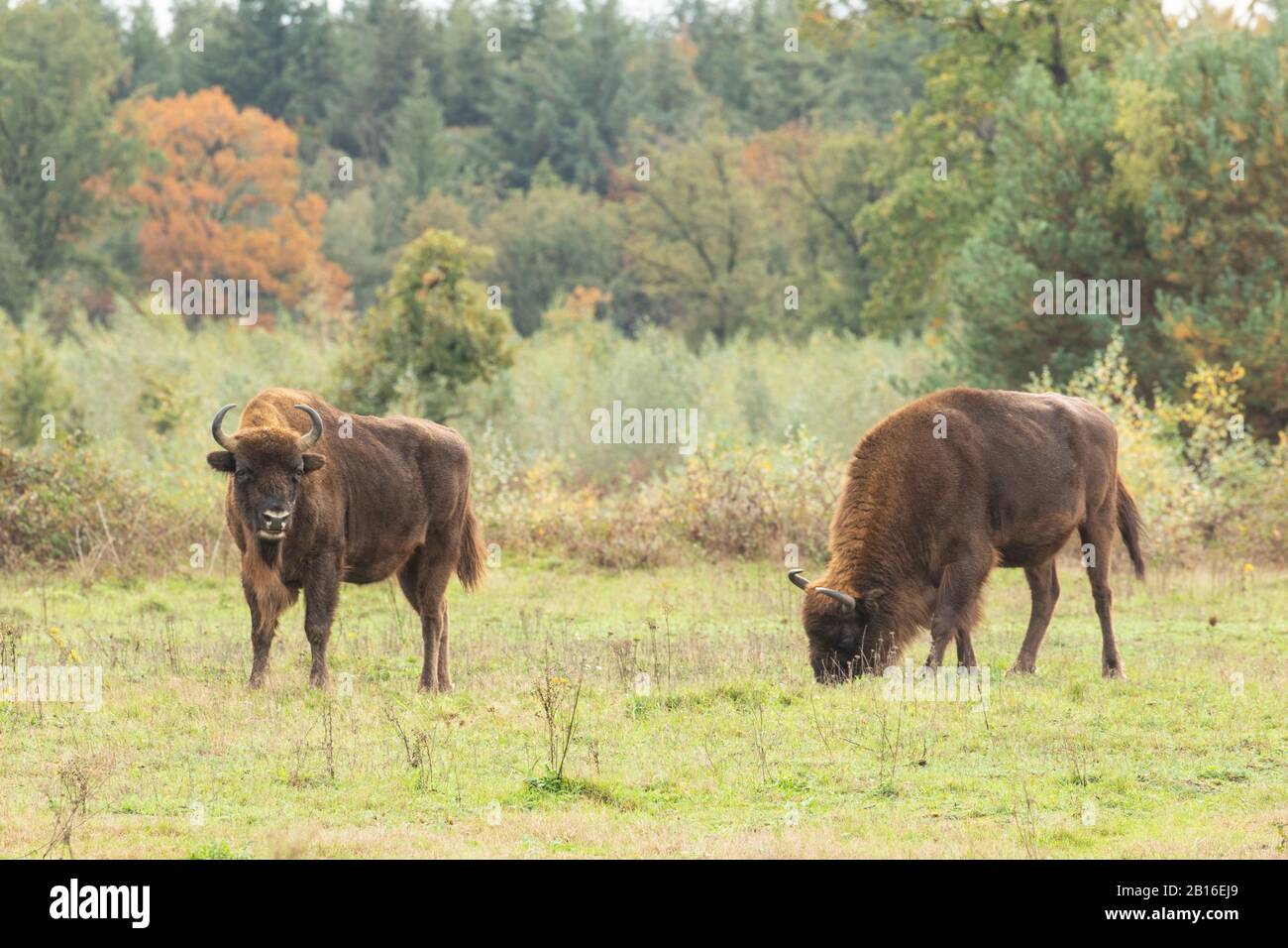European bison in Dutch rewilding project area Stock Photo - Alamy