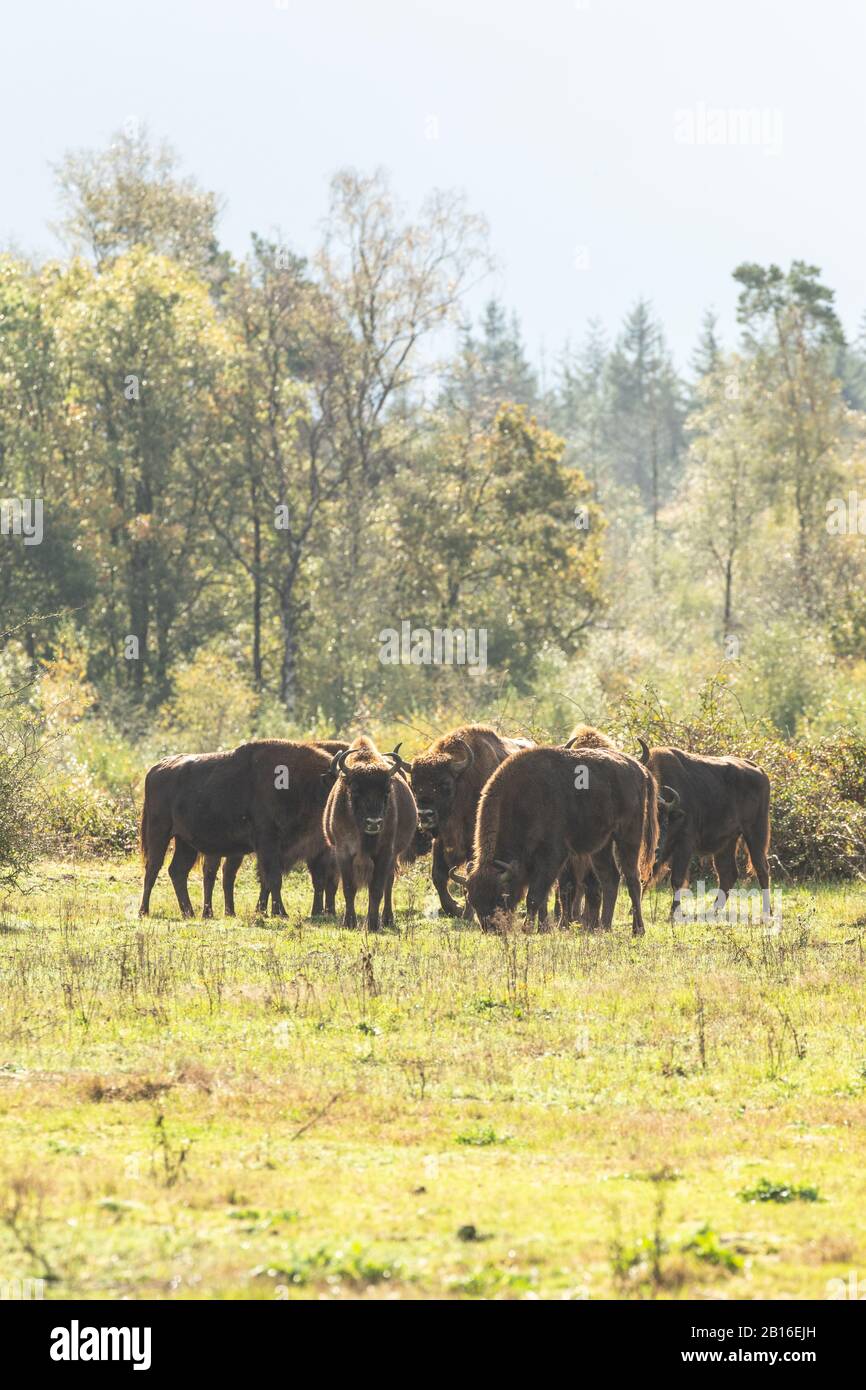 Herd of European bison at rewilding site in Holand Stock Photo - Alamy
