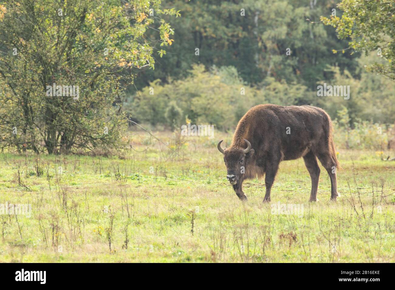 European bison in a rewilding project in Holland, where they have been ...