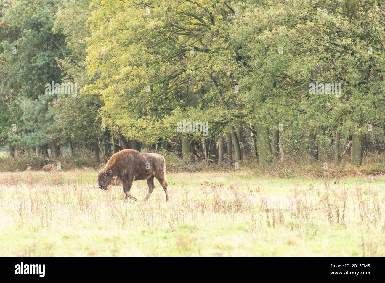 European bison in a rewilding project in Holland, where they have been ...
