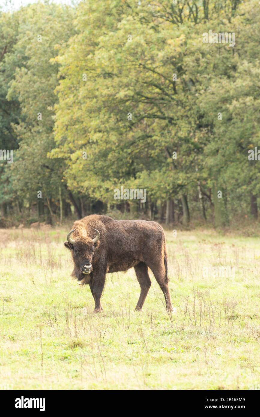 European bison in Dutch rewilding area Stock Photo - Alamy