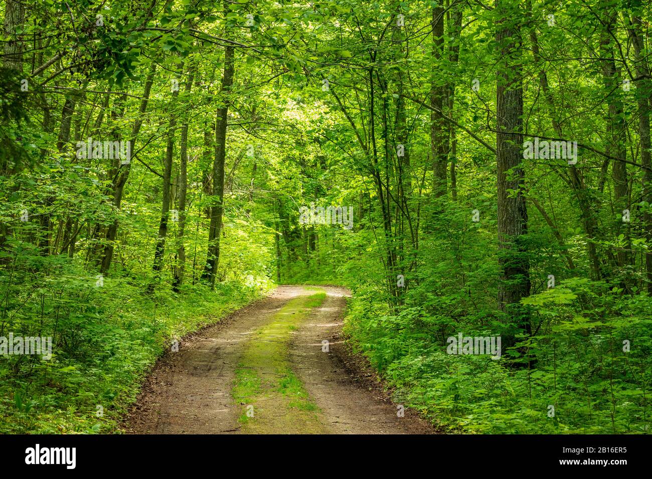 Trail in the woods in beautiful spring landscape. Walking path in the ...