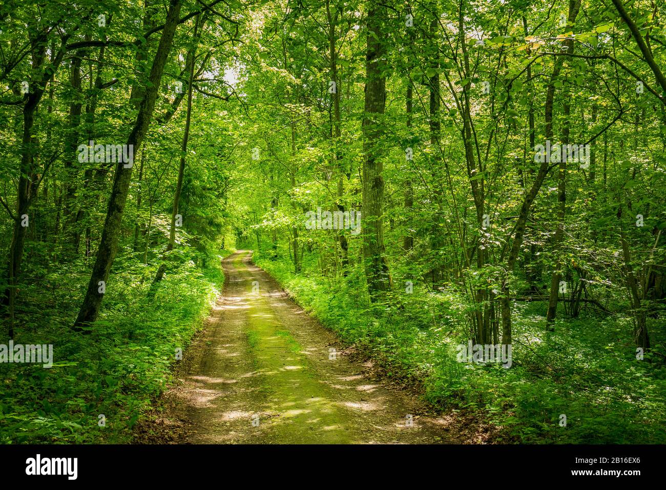 Trail in the woods in beautiful spring landscape. Walking path in the ...