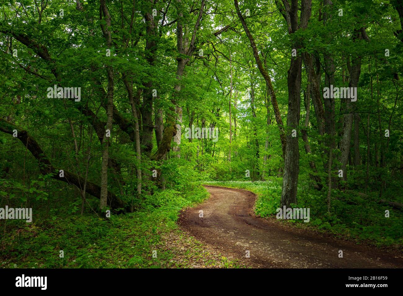Trail in the woods in beautiful spring landscape. Walking path in the ...
