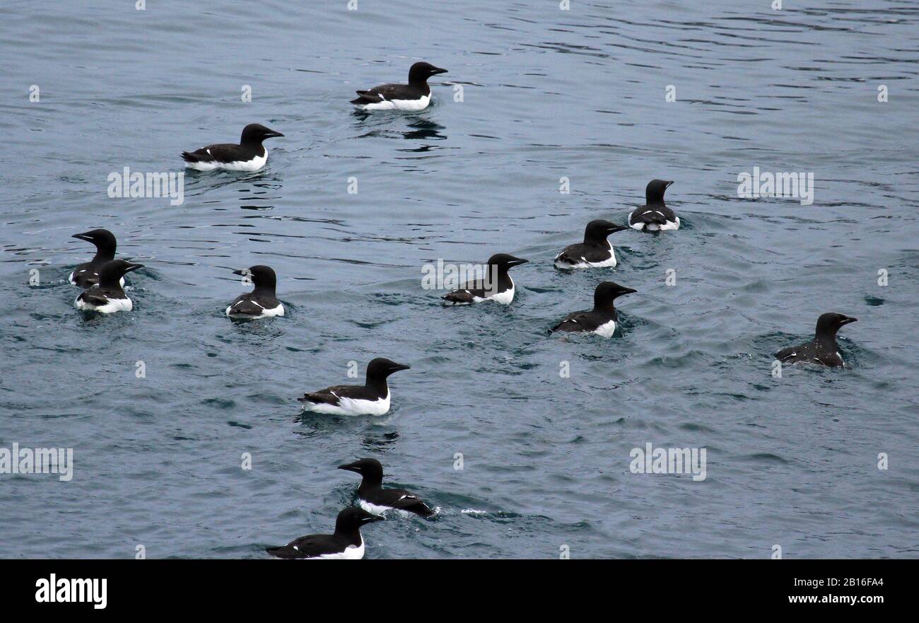 Alpha birds hi-res stock photography and images - Alamy