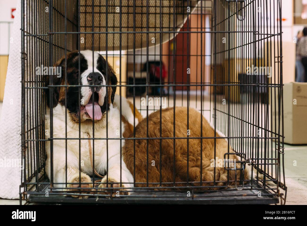 Saint Bernard dog in the cage in exhibition Stock Photo - Alamy