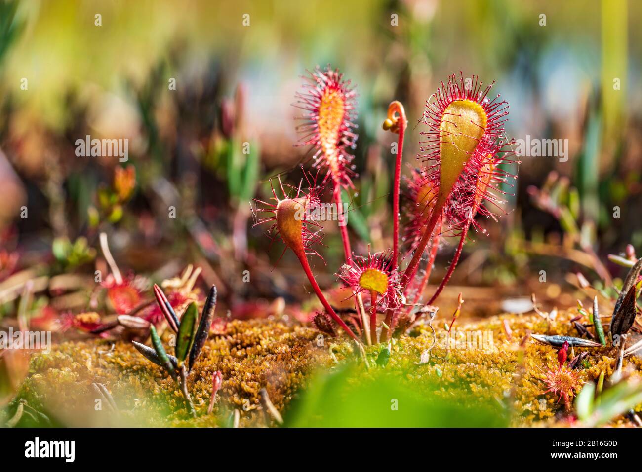English sundew drosera anglica hi-res stock photography and images - Alamy