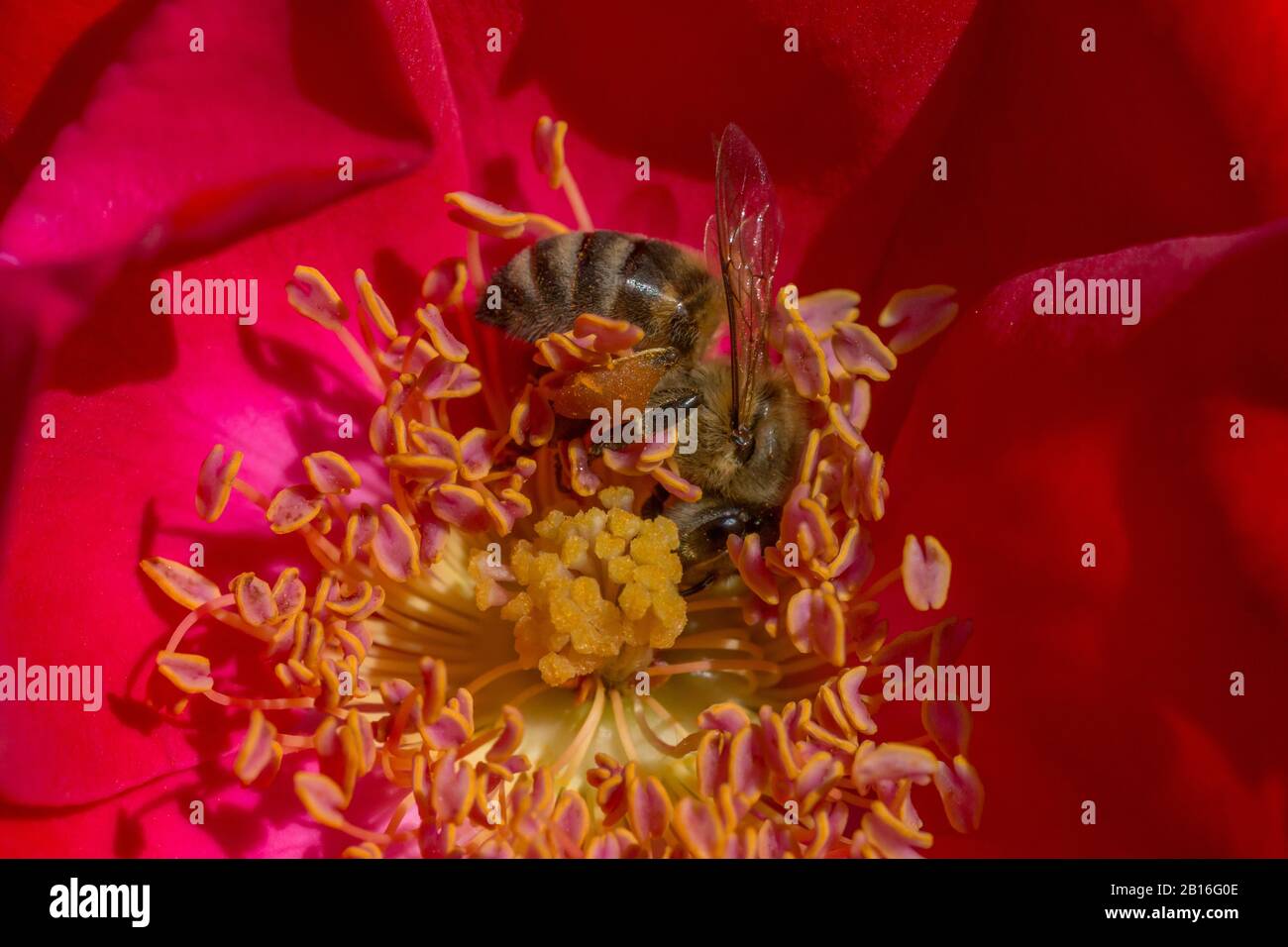 close up of bee inside red rose flower Stock Photo - Alamy