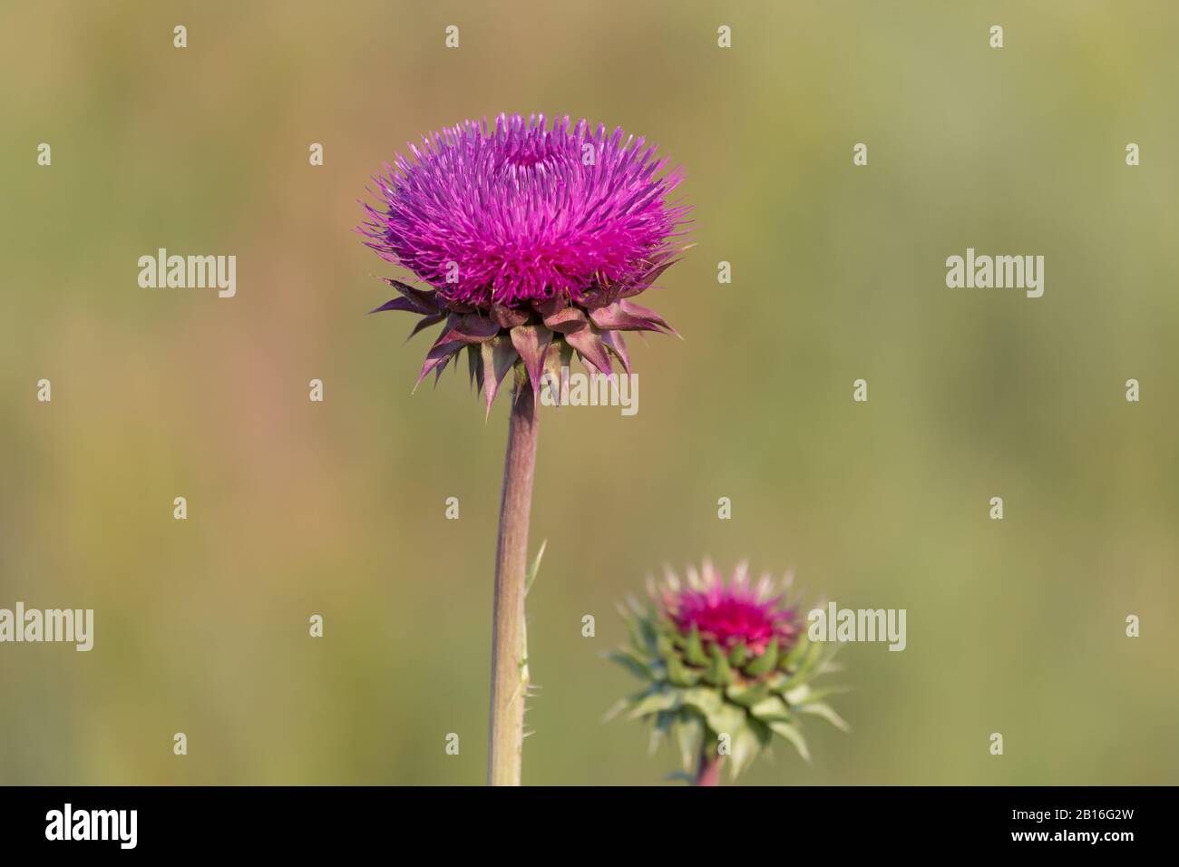 Close up of thistle hi-res stock photography and images - Alamy