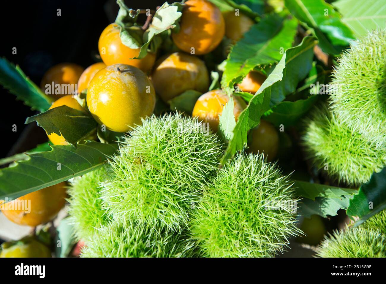 Chestnuts italy hi-res stock photography and images - Alamy