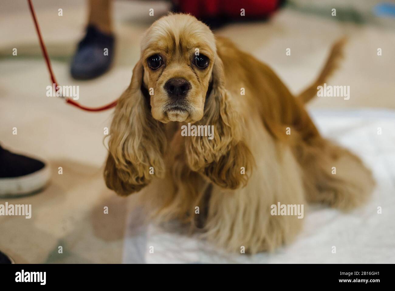 Cute fluffy American cocker spaniel dog Stock Photo - Alamy