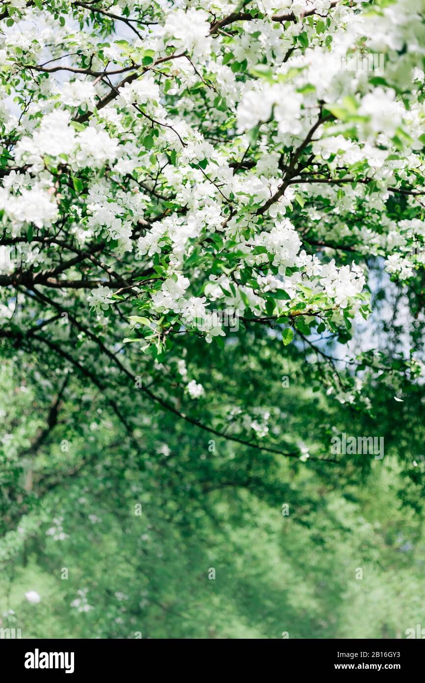 Spring background with blooming white apple tree flowers. Beautiful ...
