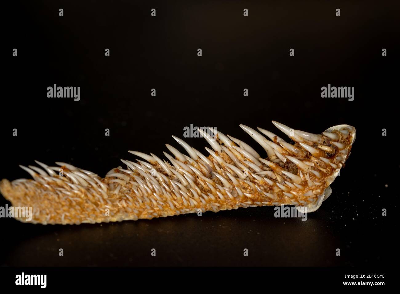 Isolated bone part of upper jaw from pike with many sharp recurved ...