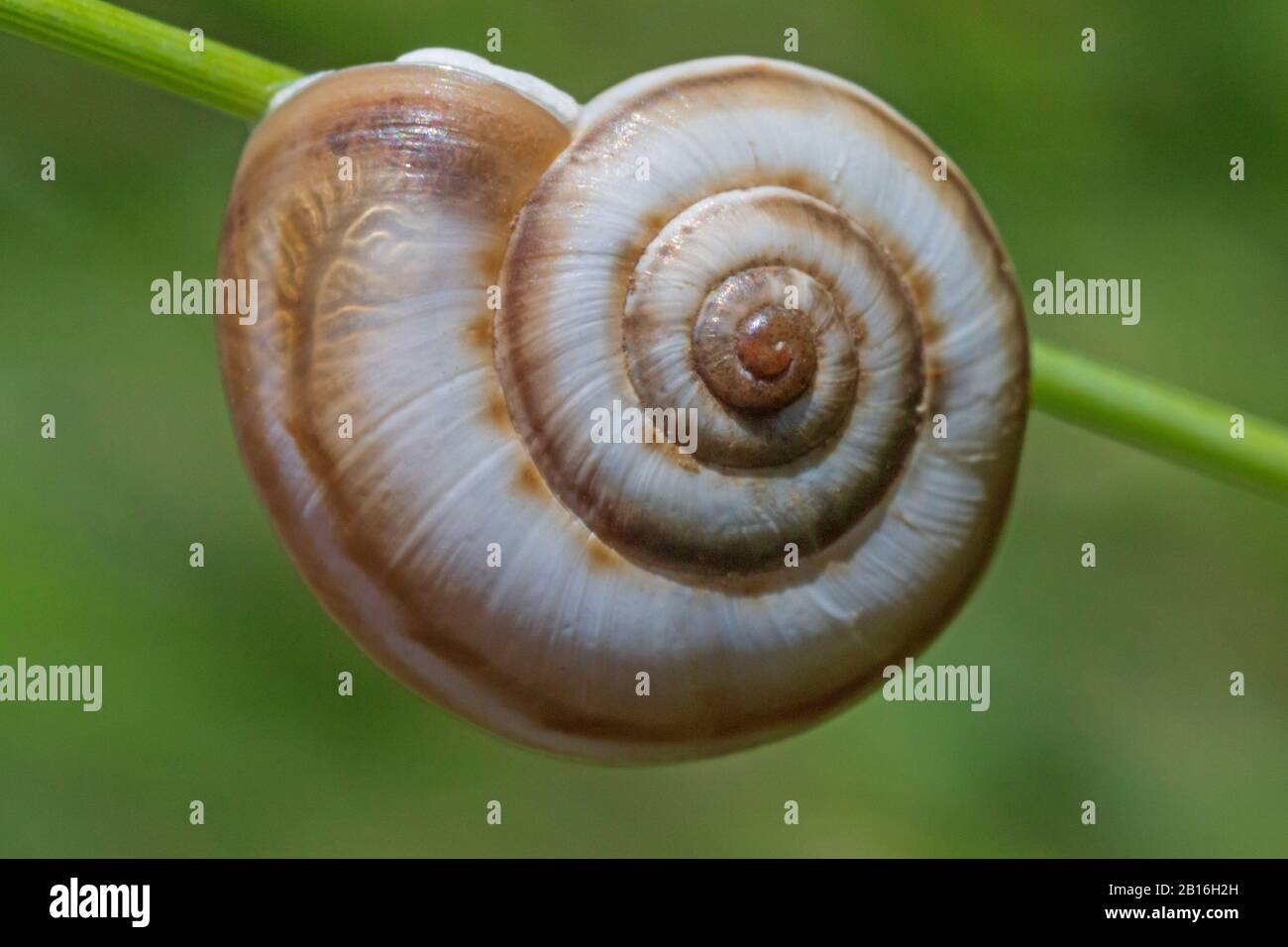 close up of helix on blade in grass Stock Photo - Alamy