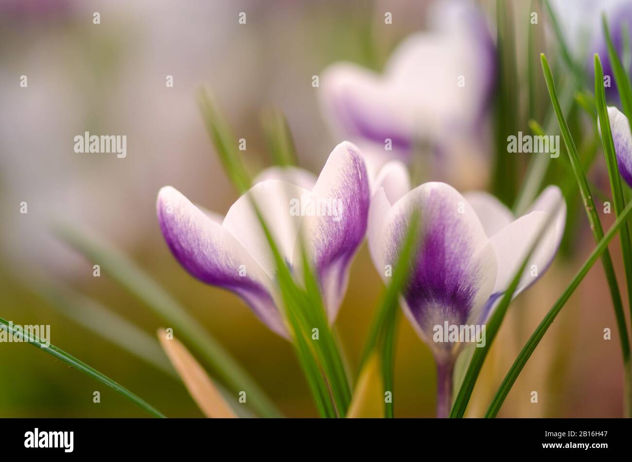 Crocus vernus queen of the blues hi-res stock photography and images ...