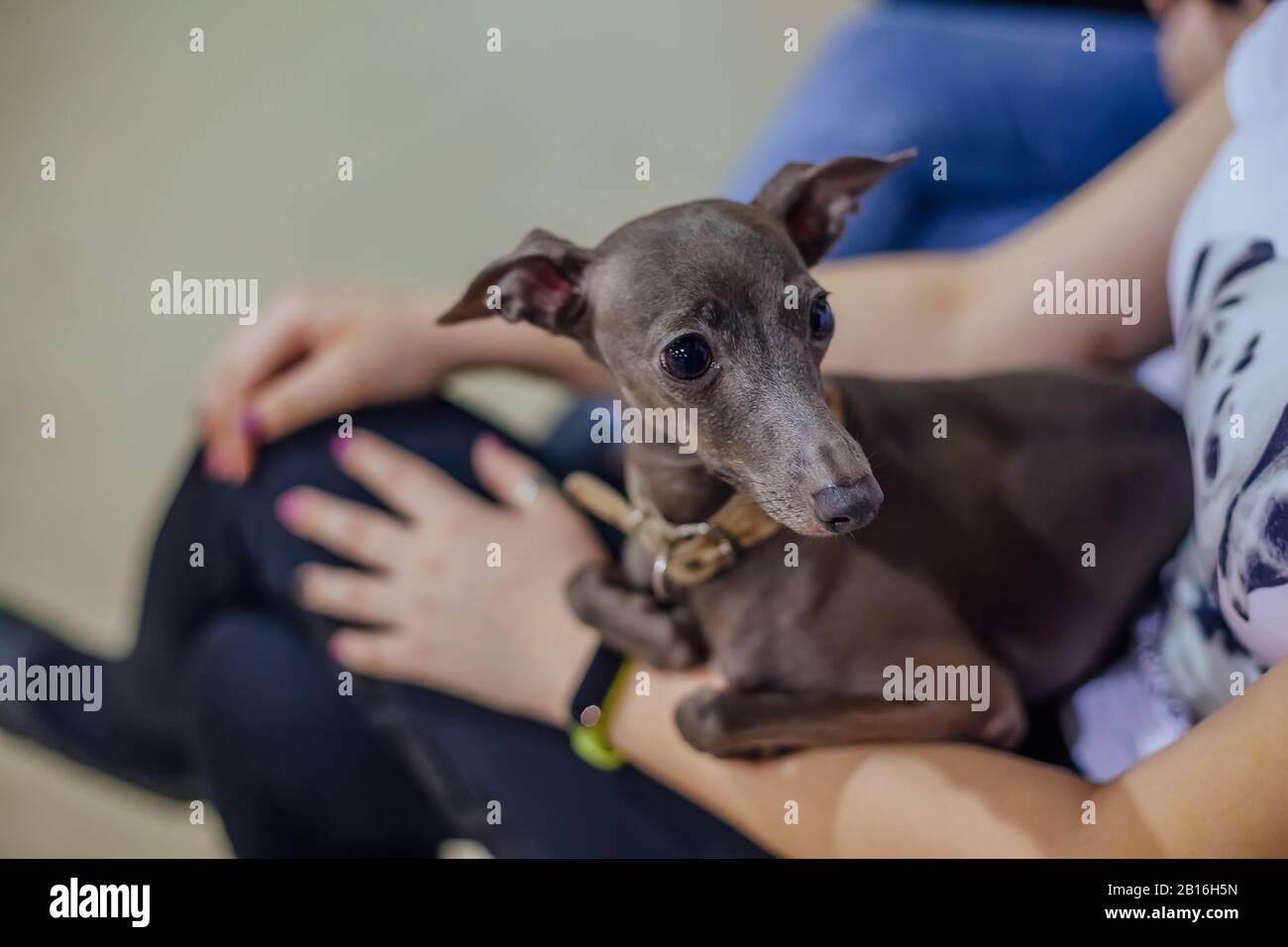 Italian Greyhound Smiling Kermit