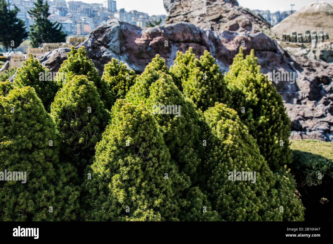 Very young small oak tree in pine forest in summer hi-res stock ...