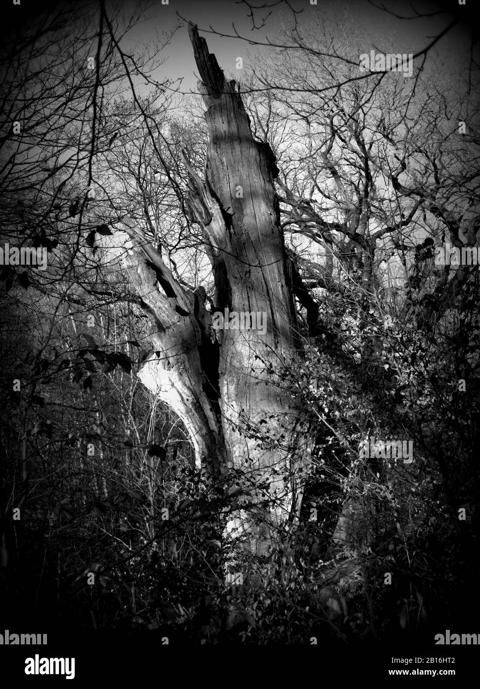 Broken tree in forest Black and White Stock Photos & Images - Alamy